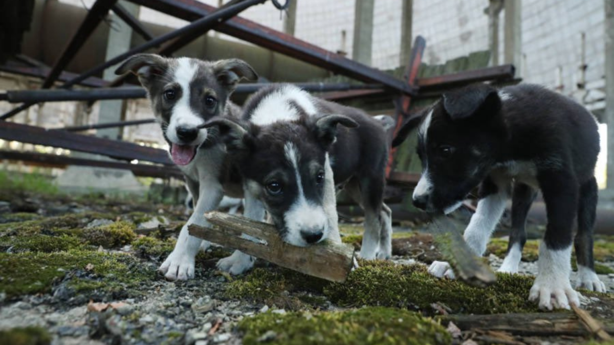 Os cães de Chernobyl desafiam a ciência: mais de 390 genes diferentes e ...