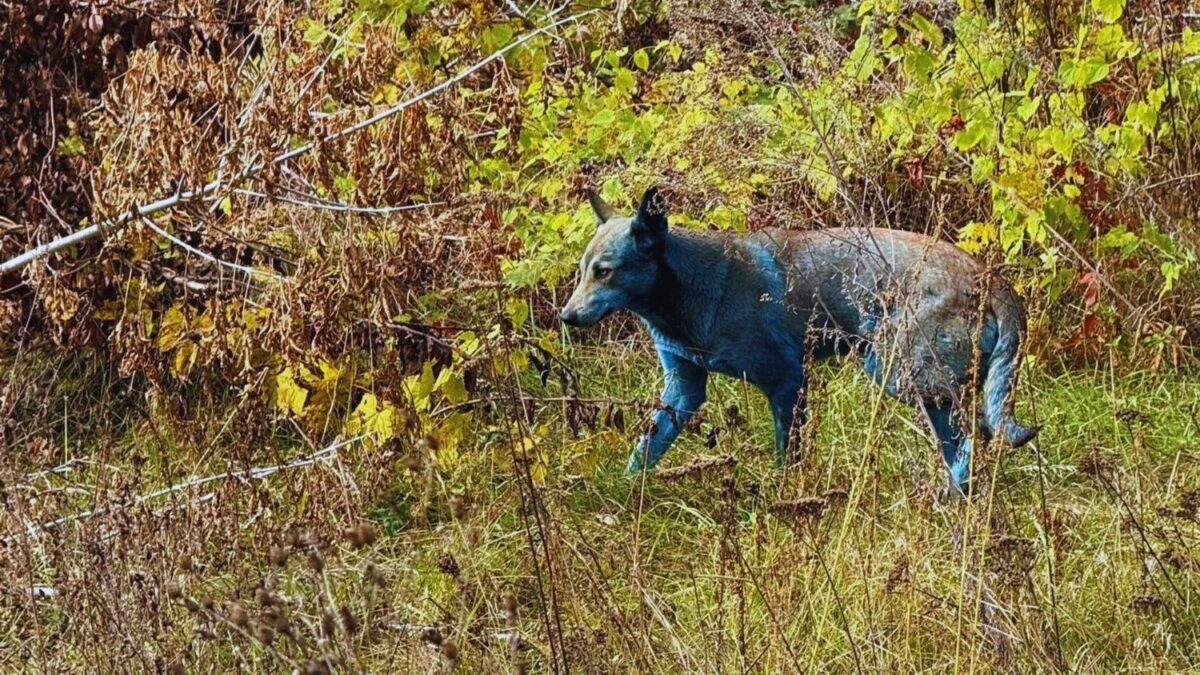 Da radiação à evolução: a impressionante verdade sobre os cães de ...